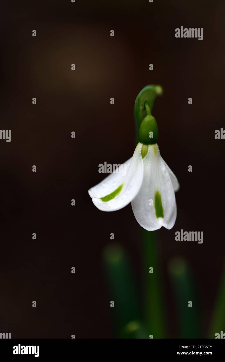 Galanthus wifi monroe hi-res stock photography and images - Alamy