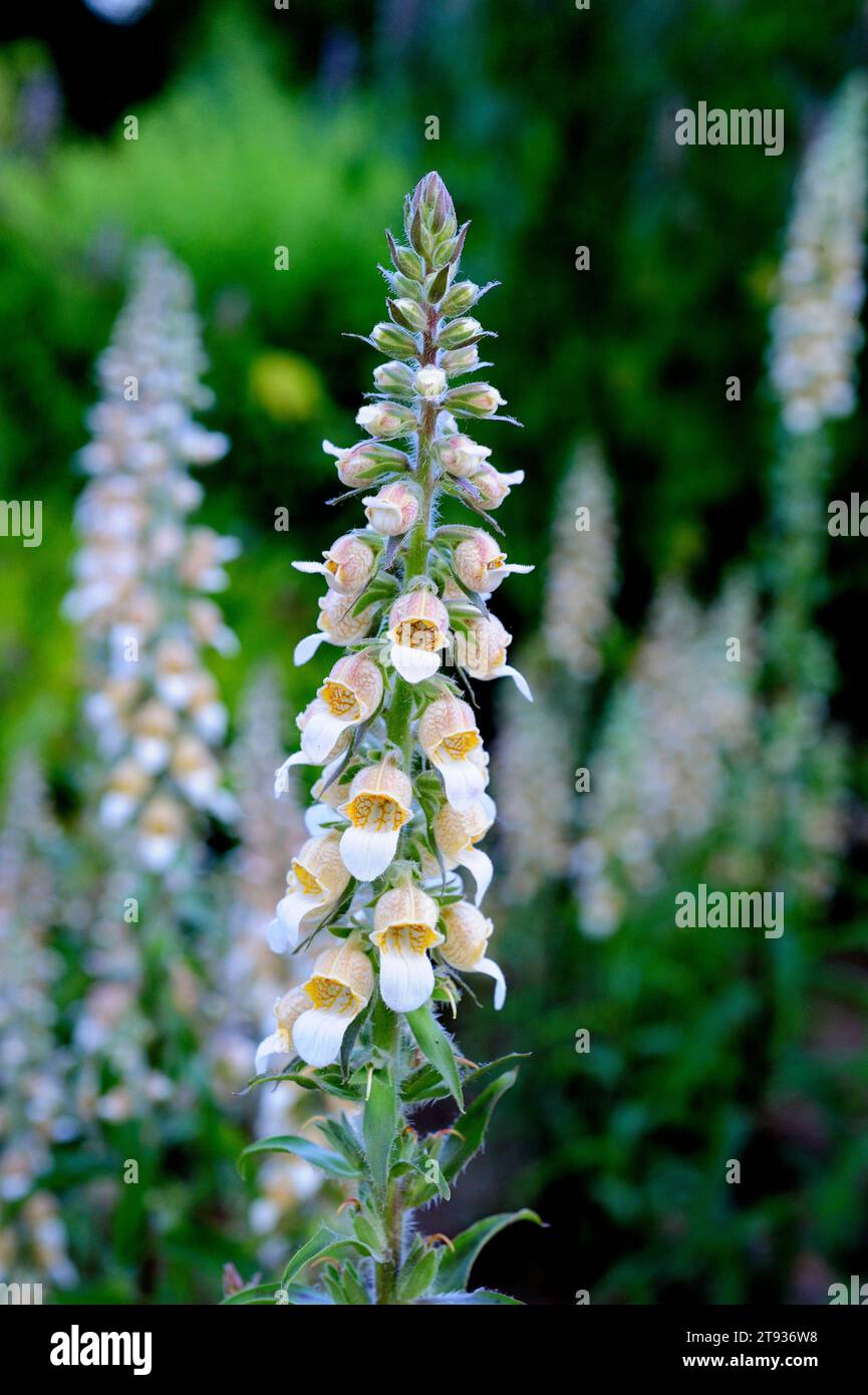 Grecian foxglove or woolly foxglove (Digitalis lanata) is a biennial or ...