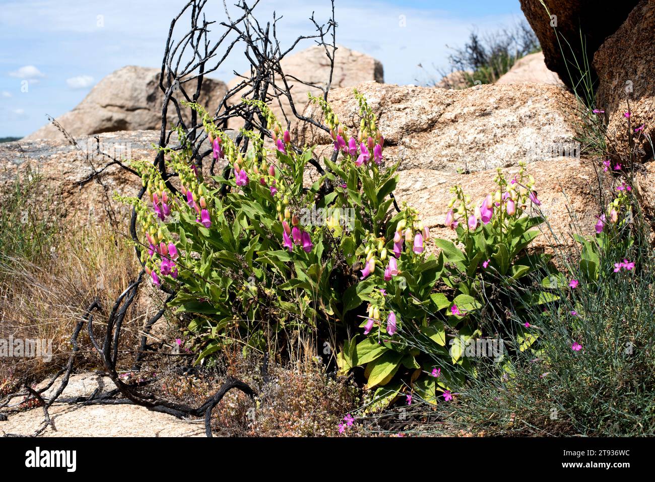 Spanish foxglove (Digitalis thapsi) is a biennial poisonous plant ...