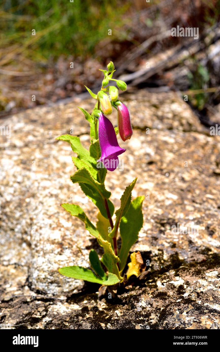 Spanish foxglove (Digitalis thapsi) is a biennial poisonous plant ...