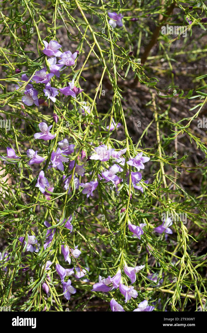 Spreading emu grass hi-res stock photography and images - Alamy