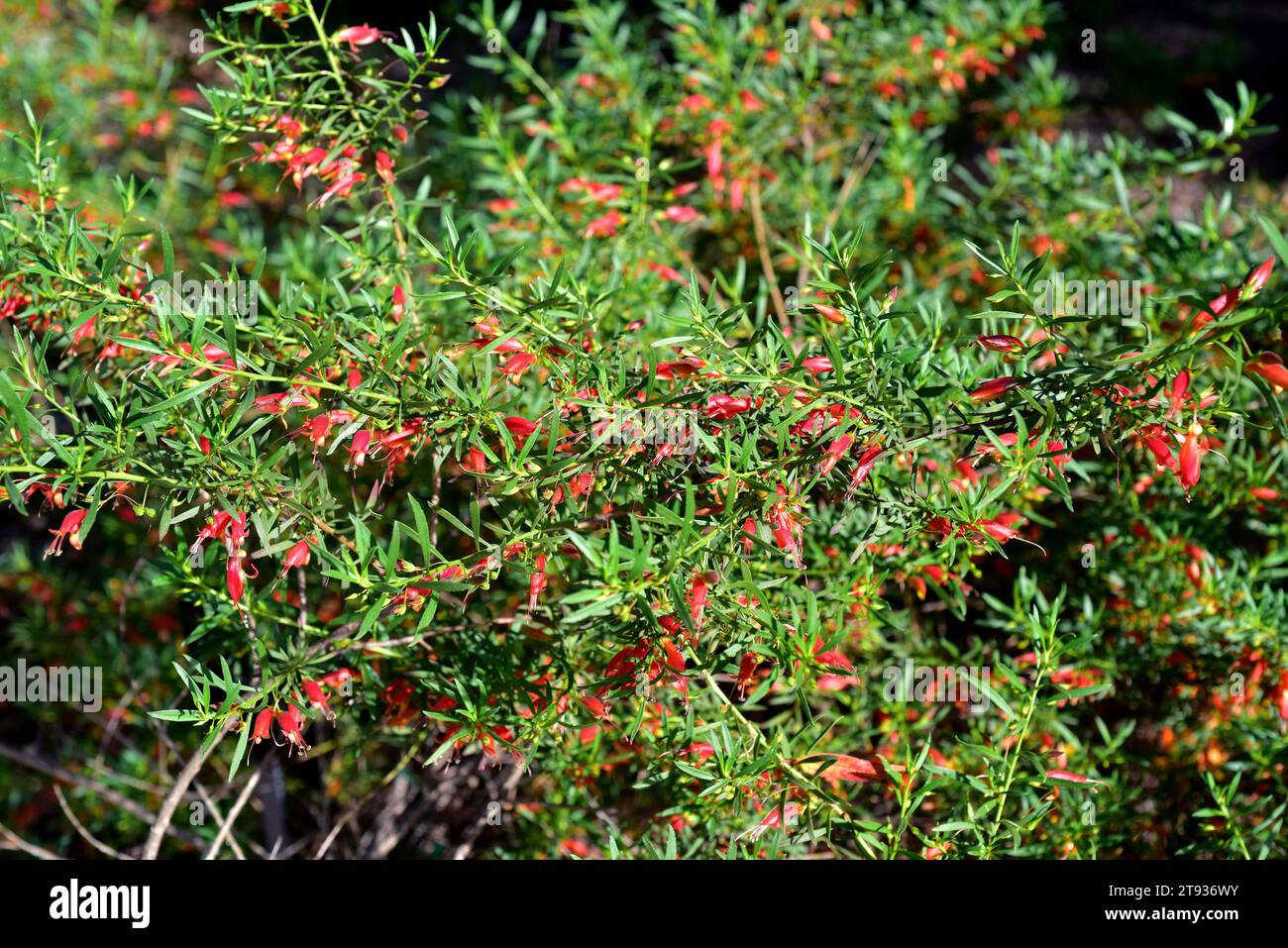 Spotted emu bush (Eremophila maculata) is a shrub endemic to Australia ...