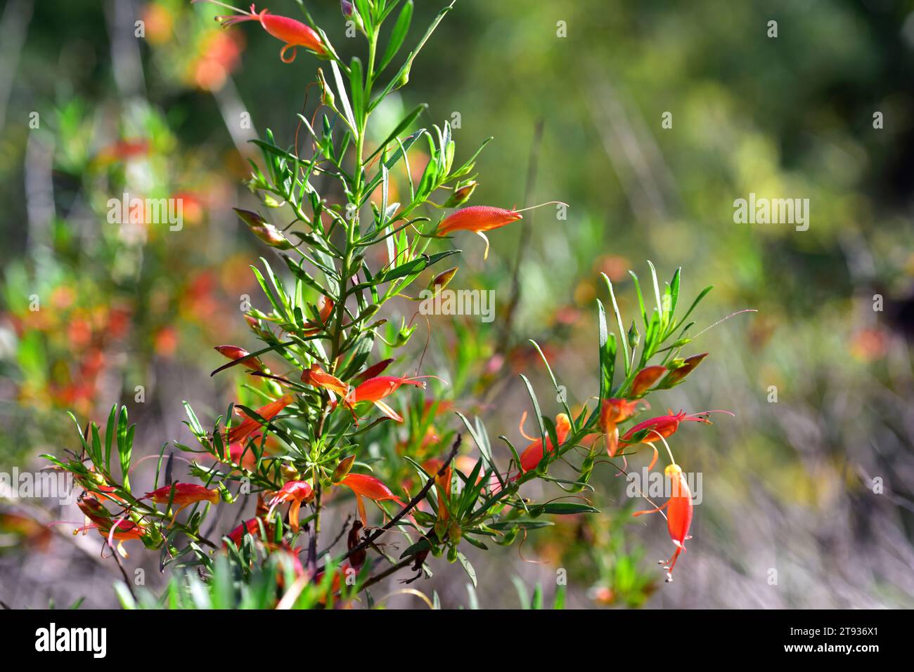 Spotted emu bush (Eremophila maculata) is a shrub endemic to Australia ...