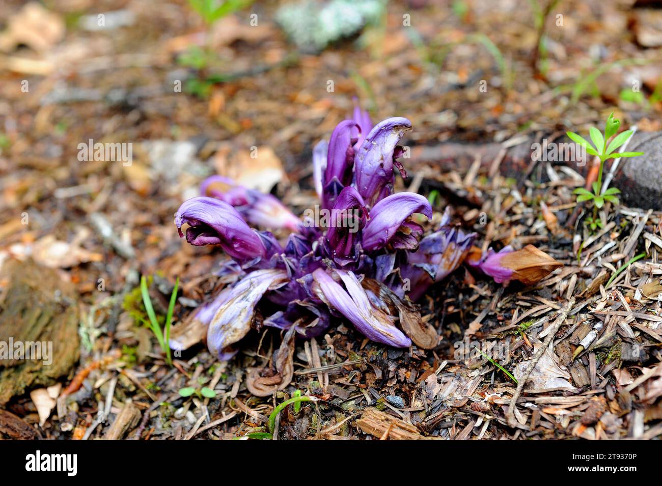 Purple toothwort (Lathraea clandestina) is a parasitic plant native to ...