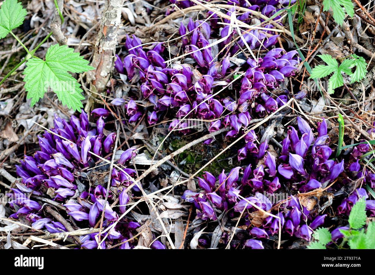 Purple toothwort (Lathraea clandestina) is a parasitic plant native to ...