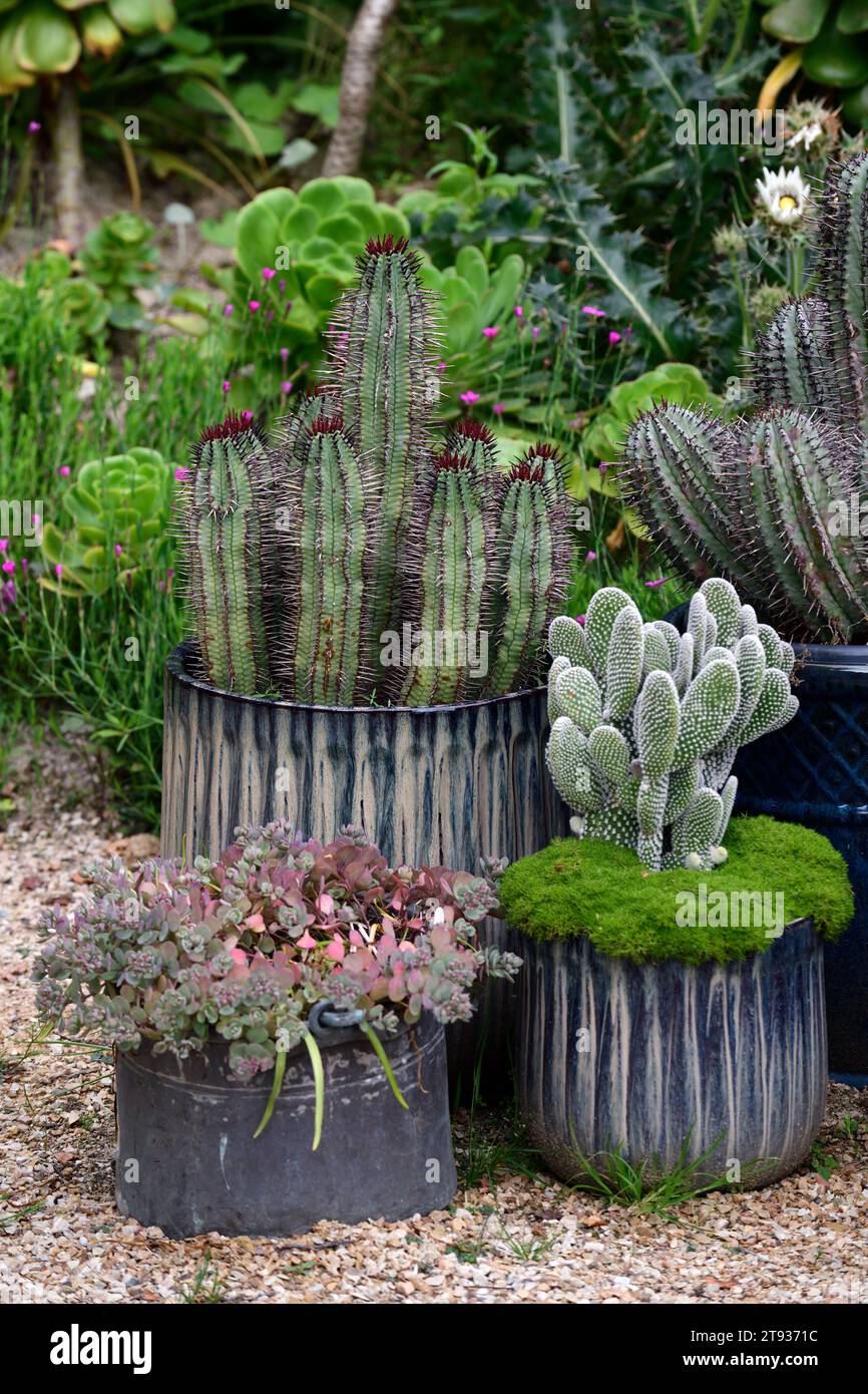 cacti,cactus,cactus display,cacti displays,unusual display,small pot ...