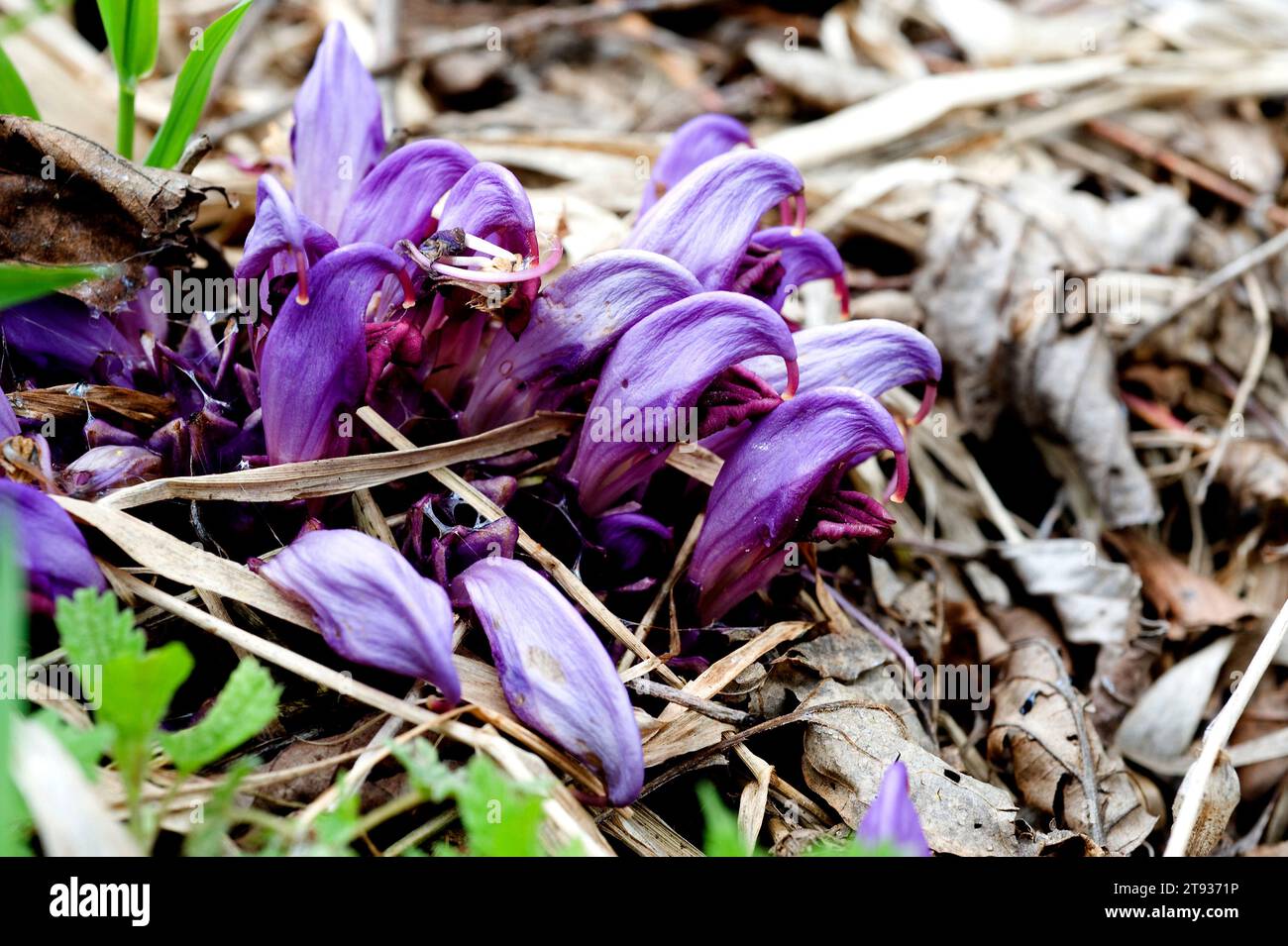Purple toothwort (Lathraea clandestina) is a parasitic plant native to ...