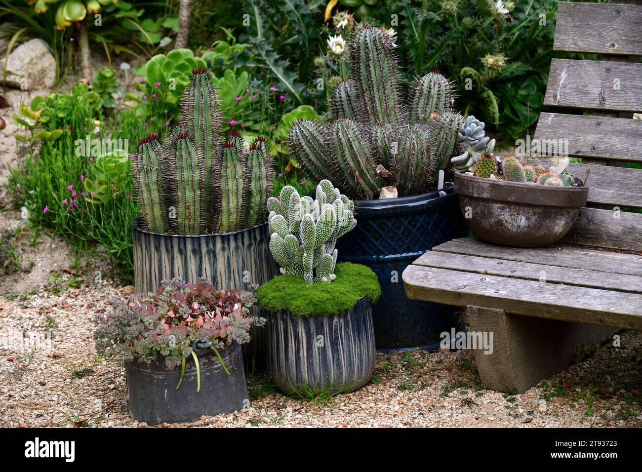 cacti,cactus,cactus display,cacti displays,unusual display,small pot ...