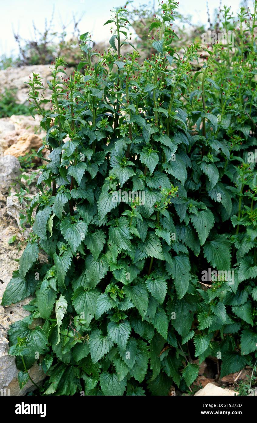 Shoreline figwort (Scrophularia auriculata) is a perennial plant native ...