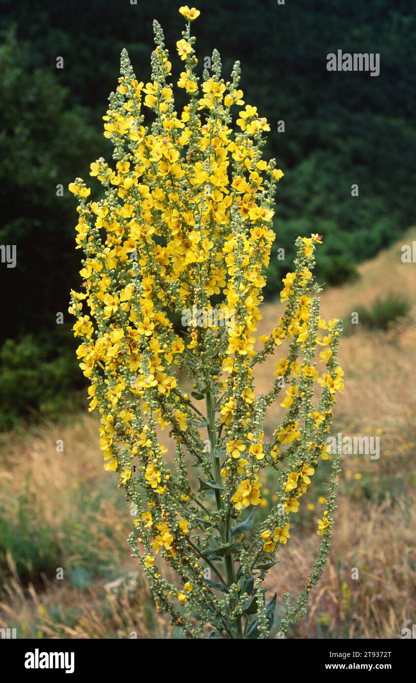 White mullein (Verbascum lychnitis) is a biennial plant native to ...