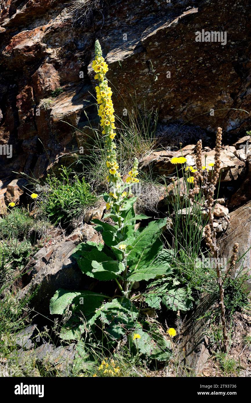 Common mullein (Verbascum thapsus) is a biennial plant native to Europe, north Africa and Asia ...