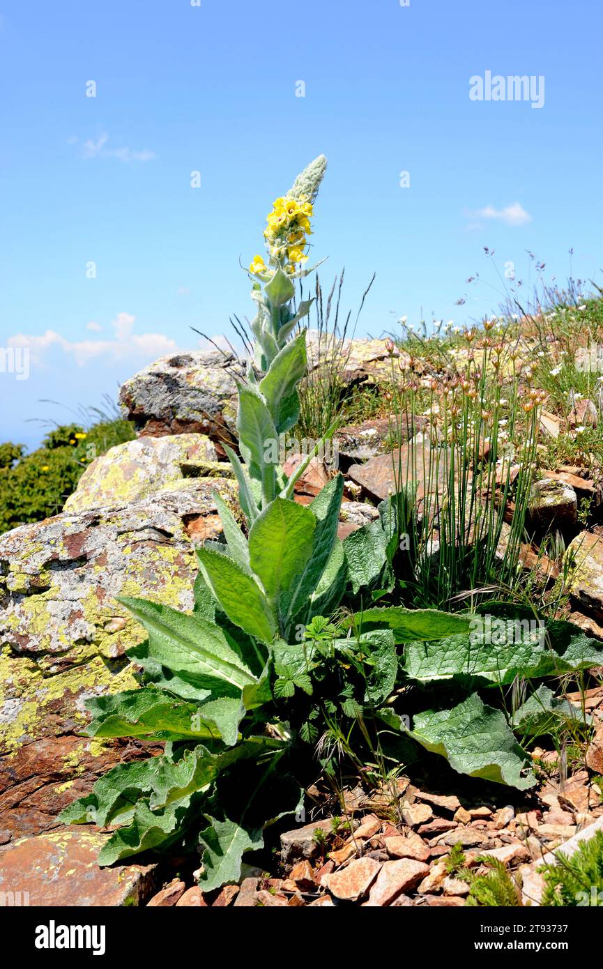 Common mullein (Verbascum thapsus) is a biennial plant native to Europe ...
