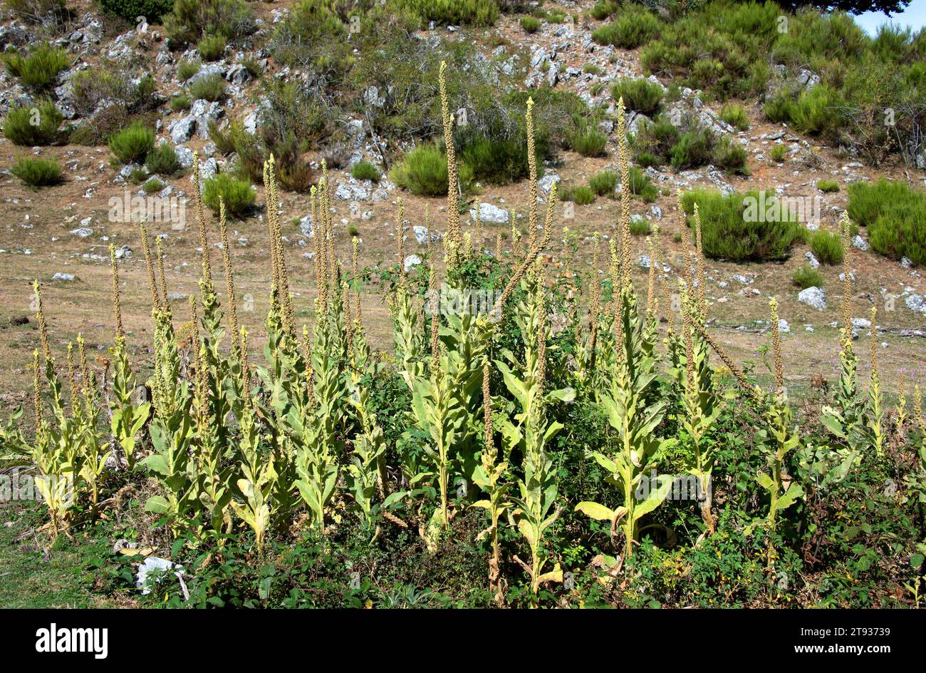 Common mullein (Verbascum thapsus) is a biennial plant native to Europe ...