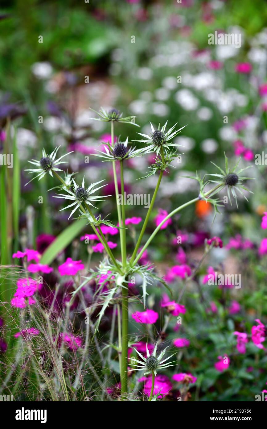 eryngium guatemalense,lychnis coronaria Hills Ground,flowers,flowering ...
