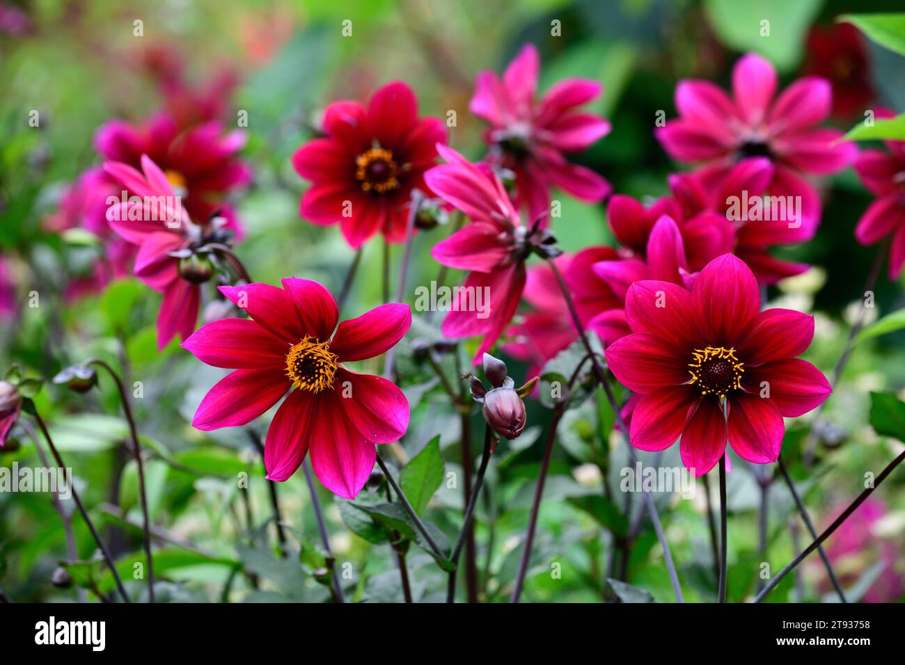 dahlia kathleen blake,dahlia seedling,jimi blake plantsman,large purple ...
