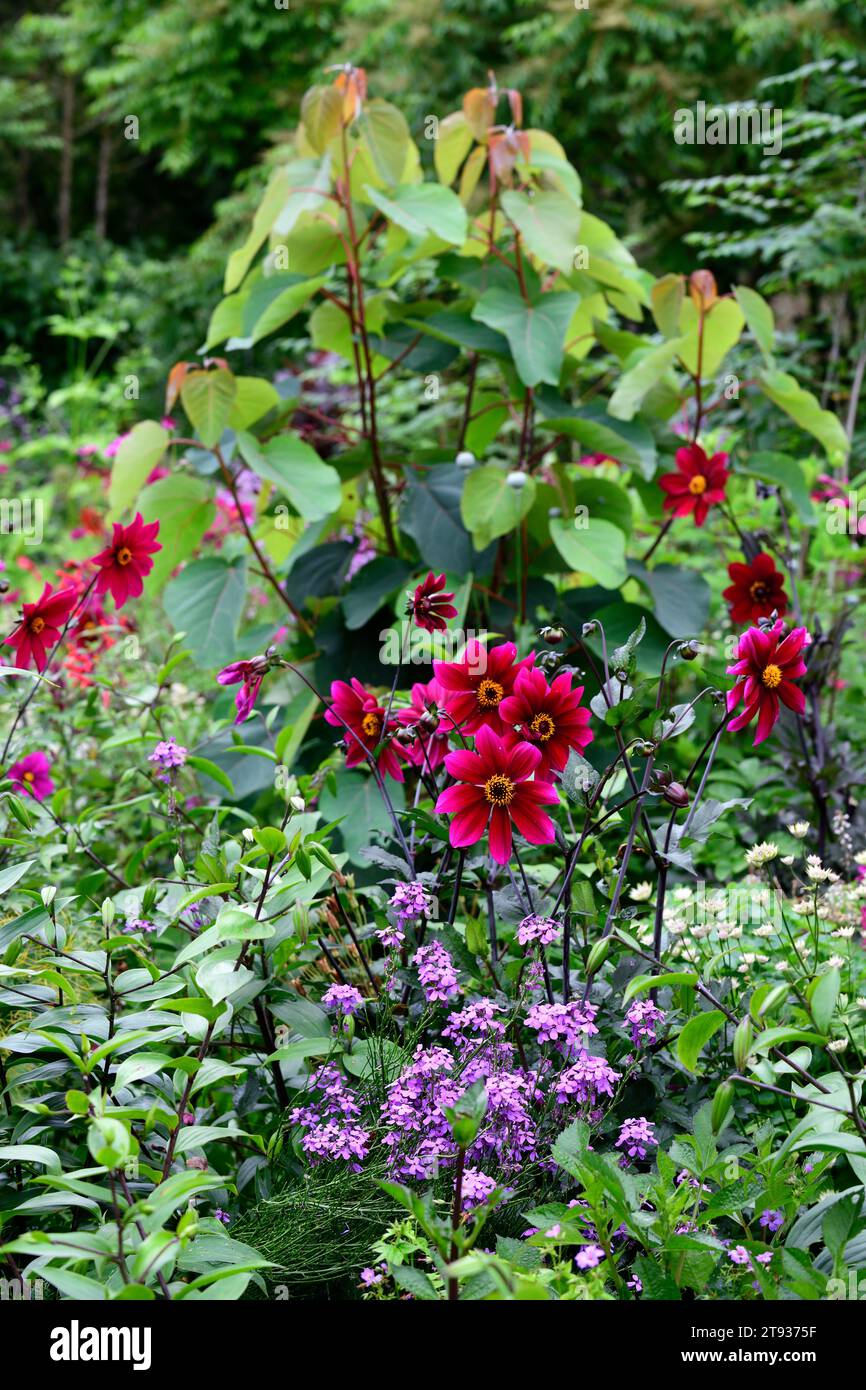 dahlia kathleen blake,dahlia seedling,jimi blake plantsman,large purple ...
