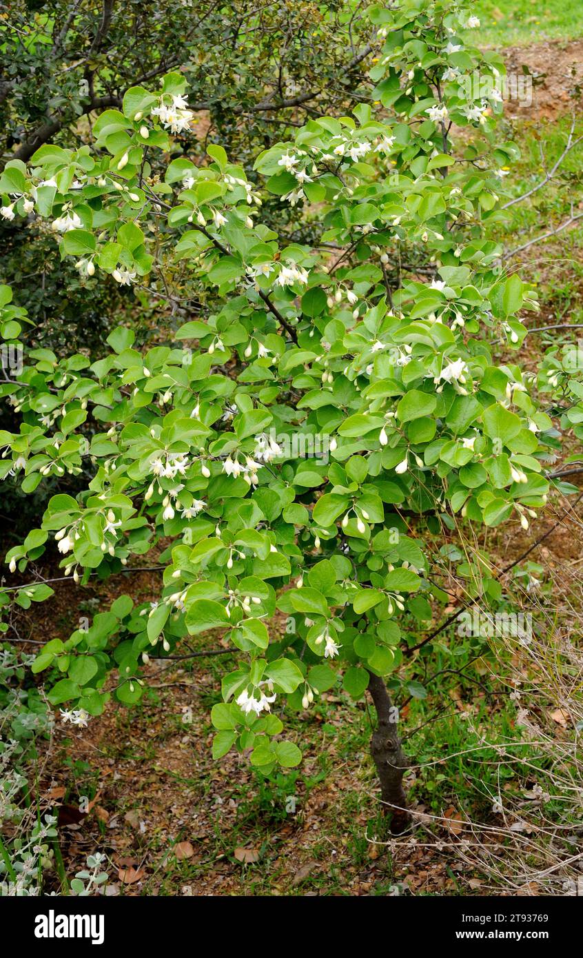 Friar balsam or storax (Styrax officinalis) is a deciduous shrub native ...