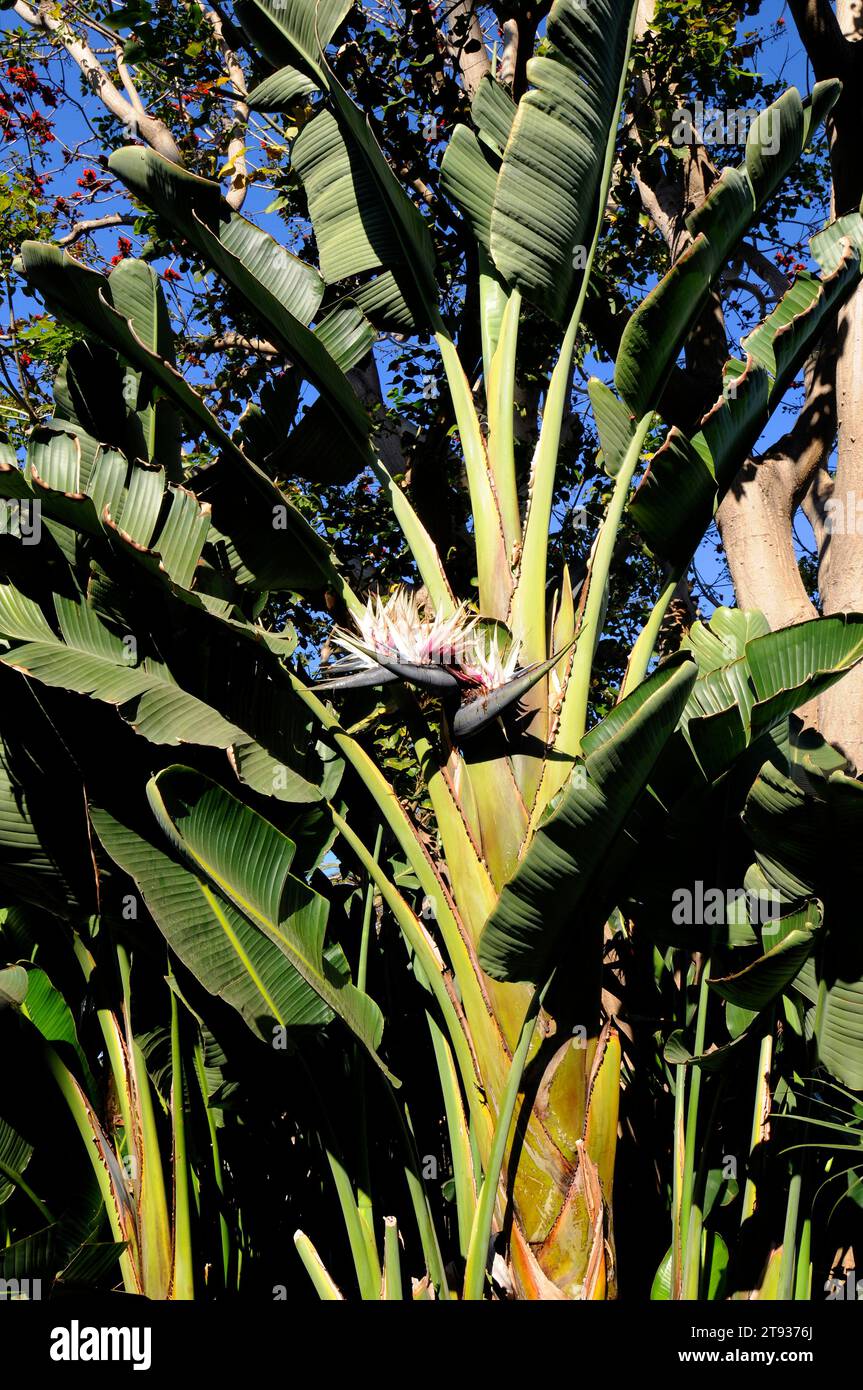 Giant white bird of paradise (Strelitzia nicolai) is a big herb native ...