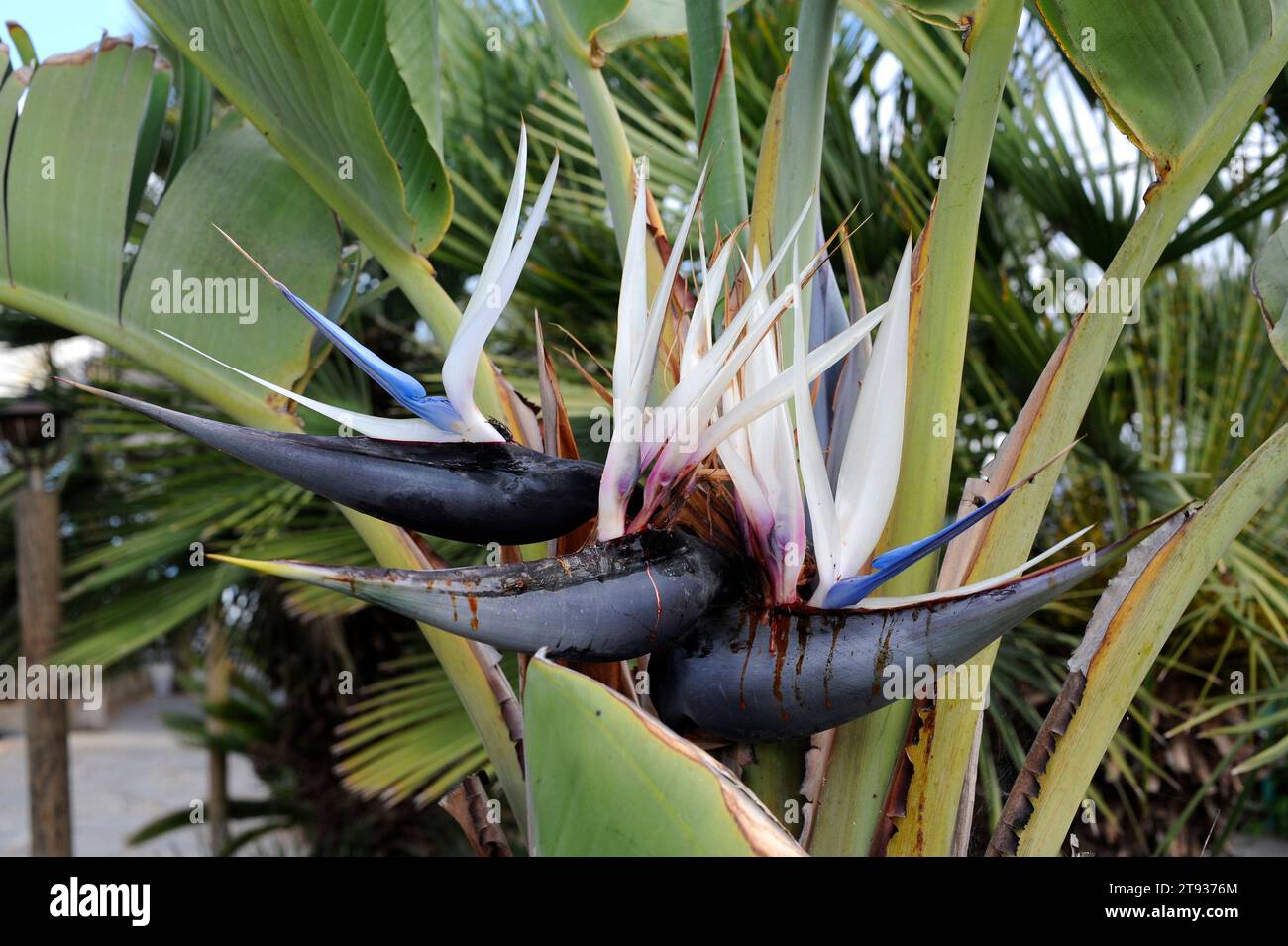 Giant white bird of paradise (Strelitzia nicolai) is a big herb native ...
