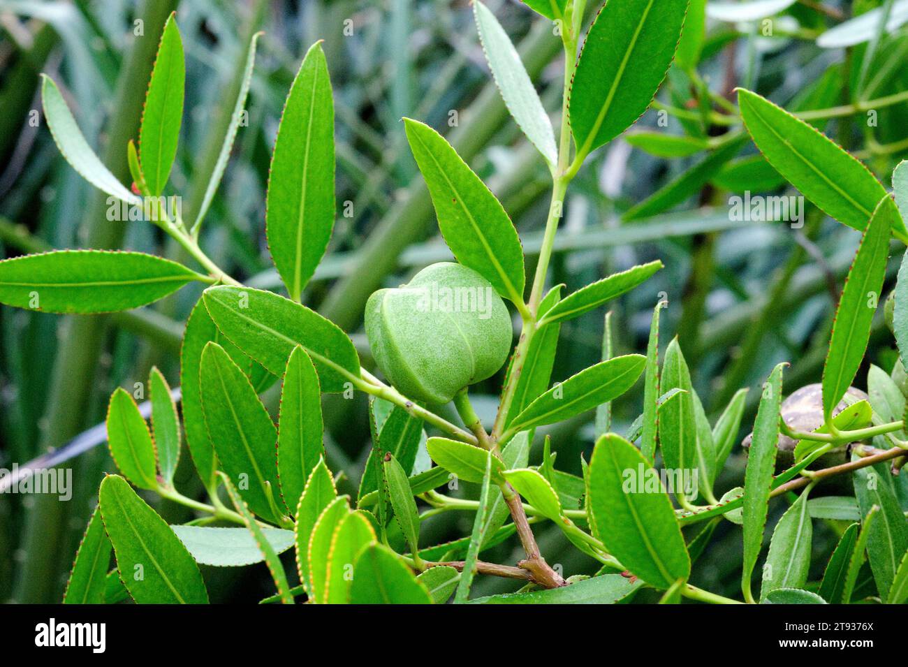 Colliguay or lechon (Colliguaja odorifera) is a shrub endemic to Chile ...