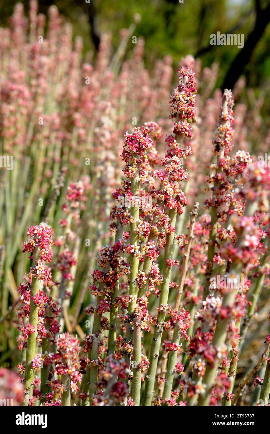 Candelilla wax hi-res stock photography and images - Alamy