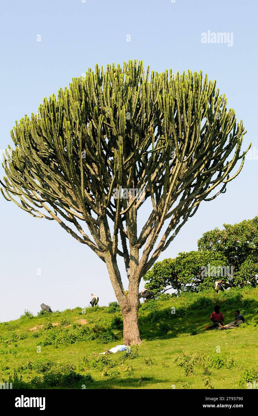 Candelabra tree (Euphorbia candelabrum) is a succulent shrub endemic to ...