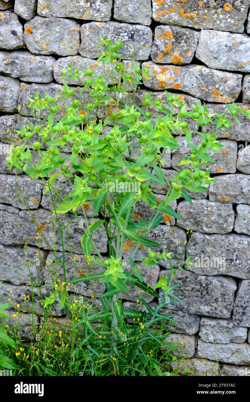 Caper spurge or paper spurge (Euphorbia lathyris) is a biennial herb ...