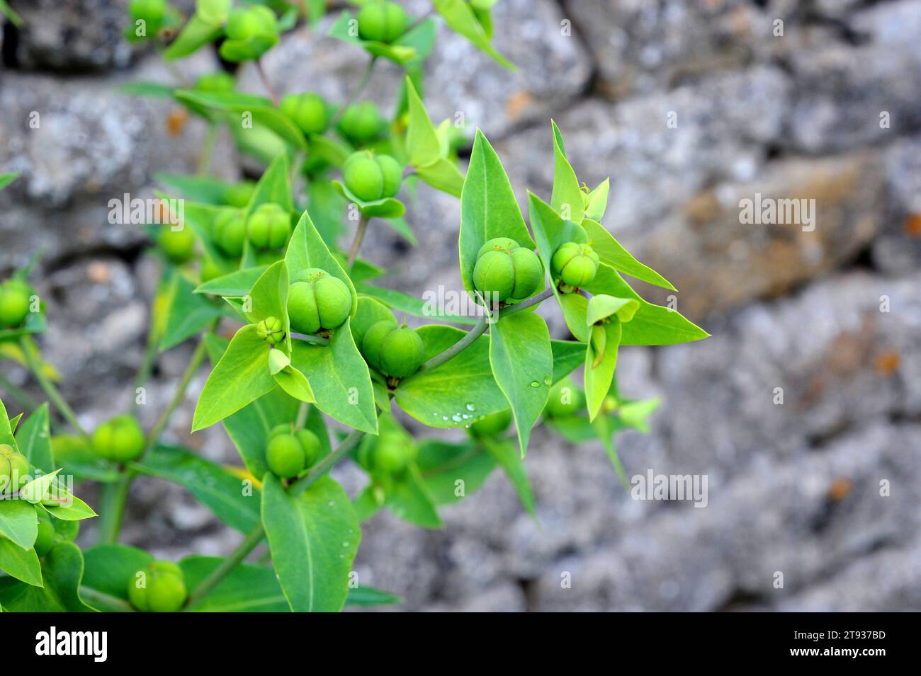 Caper spurge euphorbia lathyris hi-res stock photography and images - Alamy