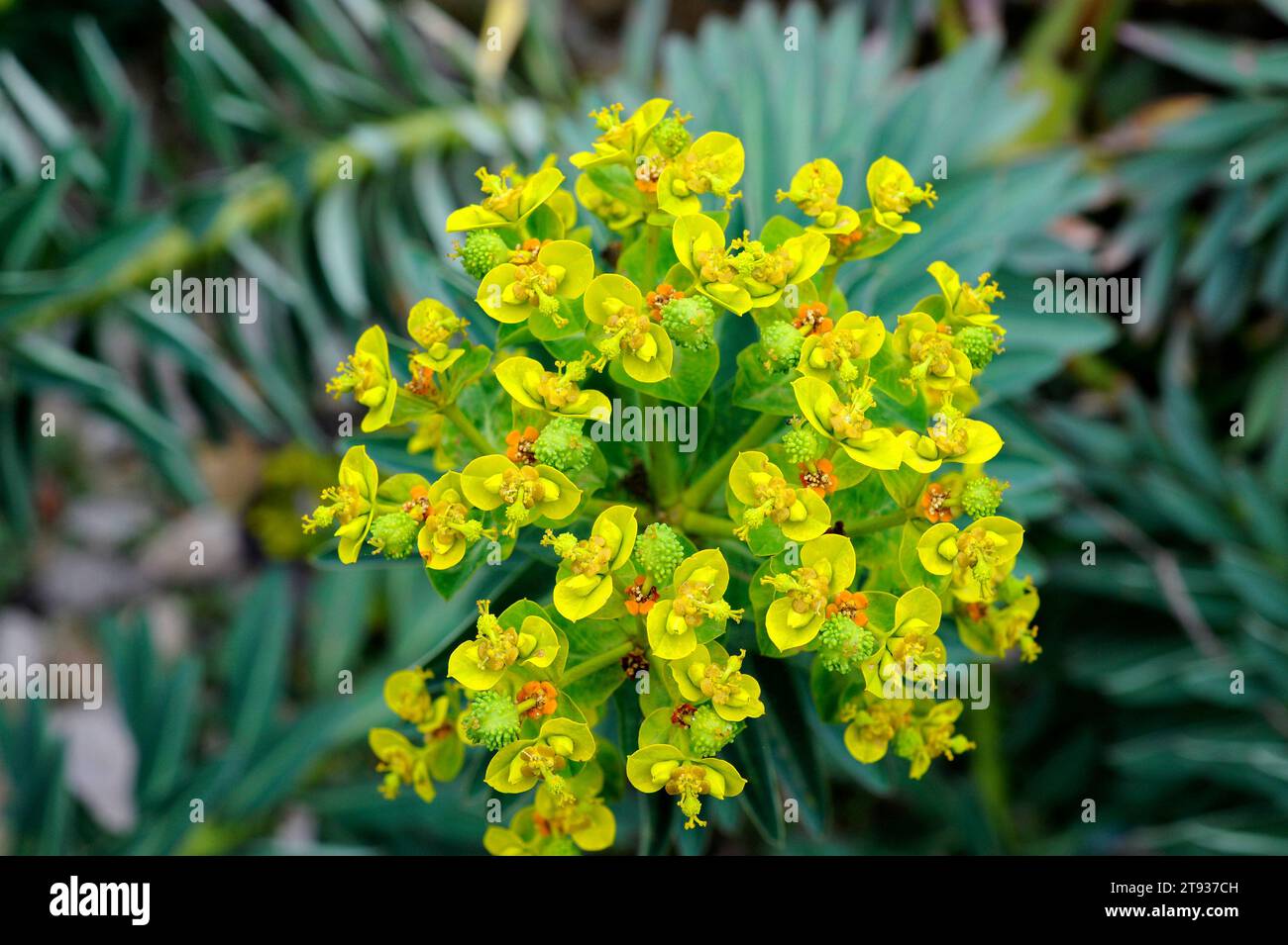 Spurge of Ses Margalides Islet (Euphorbia margalidiana) is a critically ...