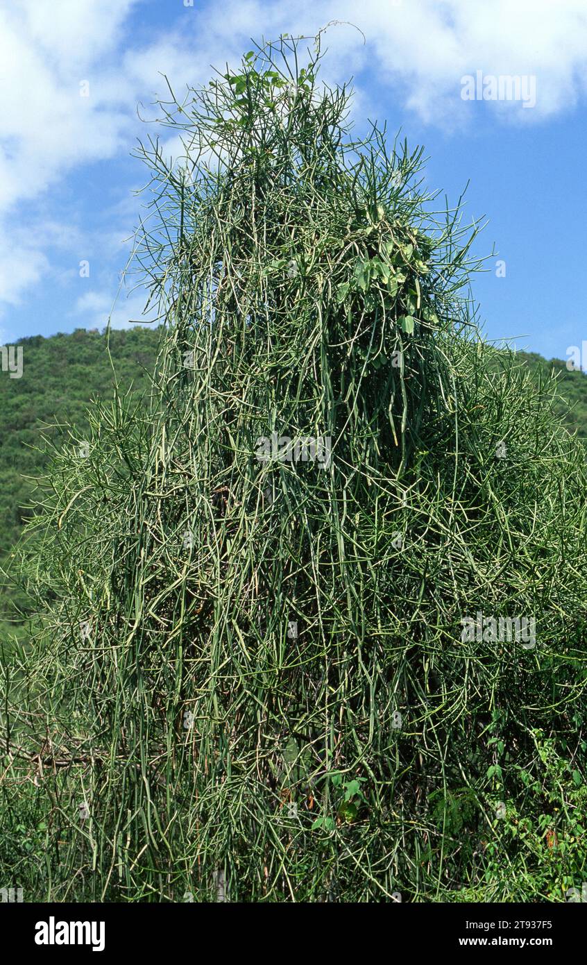 Pencil tree (Euphorbia tirucalli) is a medicinal and poisonous shrub ...