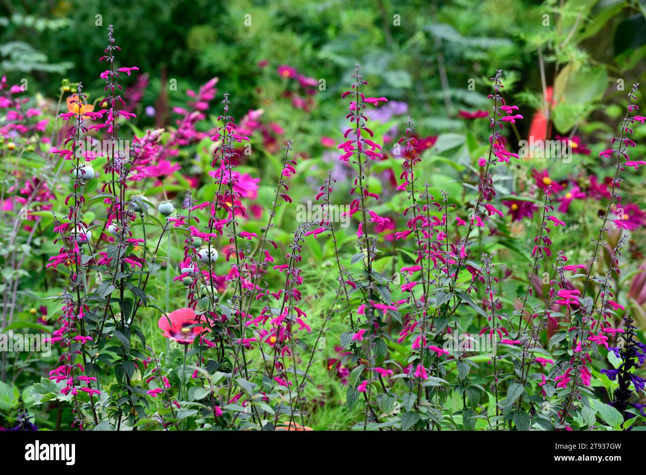Salvia curviflora,pink flowers,flower,flowering,perennial salvia ...