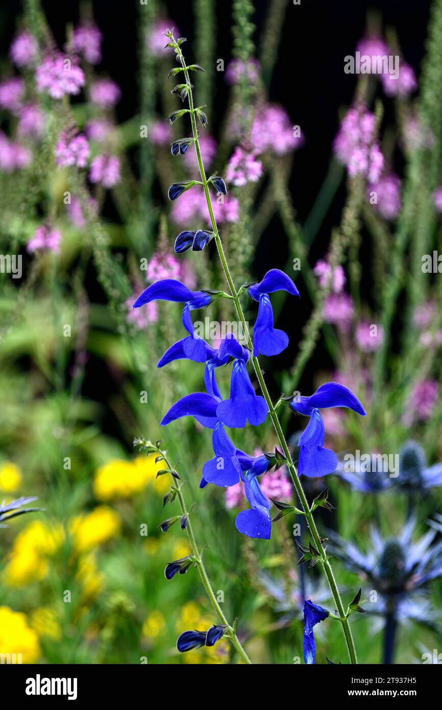 Salvia patens Guanajuato,salvias,intense blue flowers,flowering ...