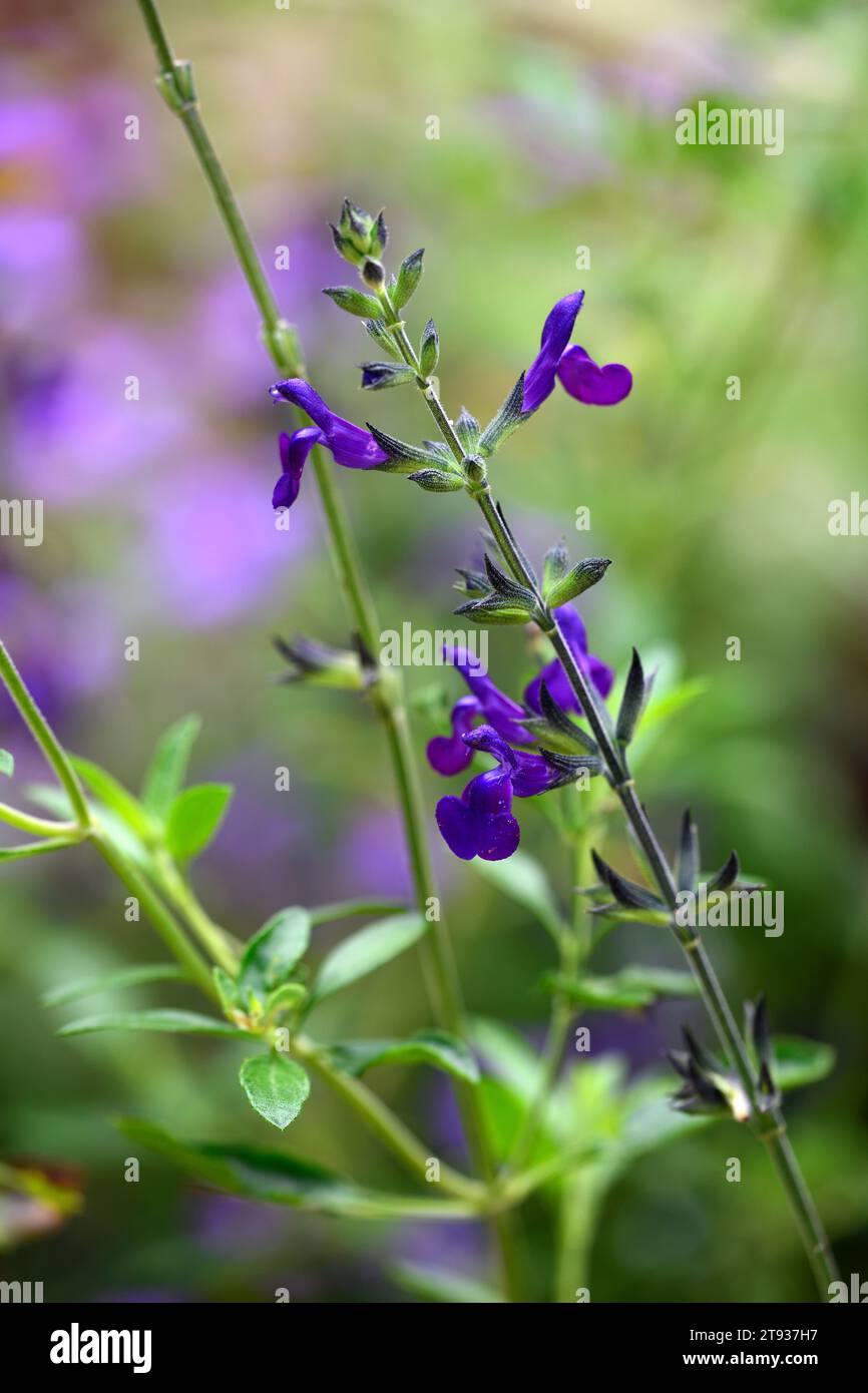 Salvia microphylla blue hi-res stock photography and images - Alamy
