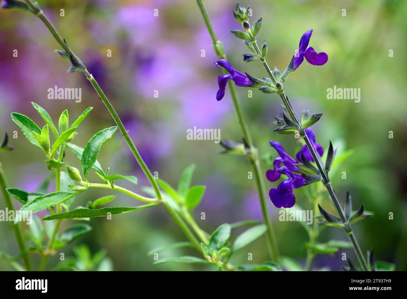 Salvia microphylla blue hi-res stock photography and images - Alamy