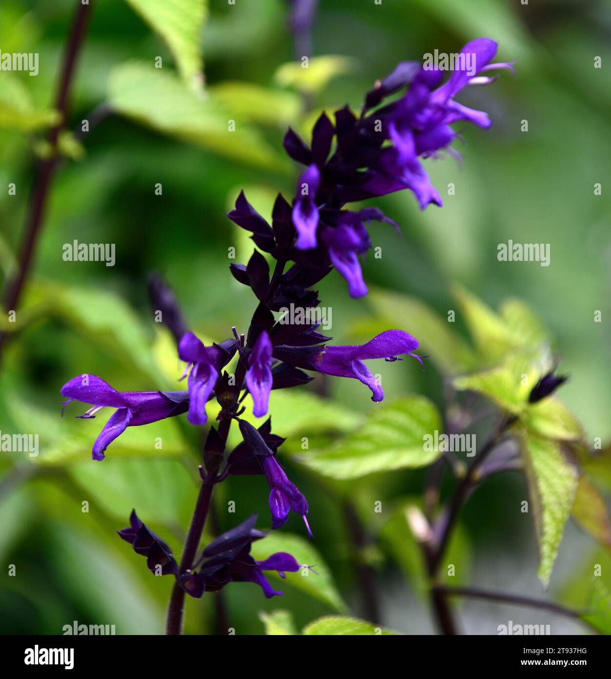 Salvia Rockin Deep Purple,purple blue flowers,deep purple flowers,short ...