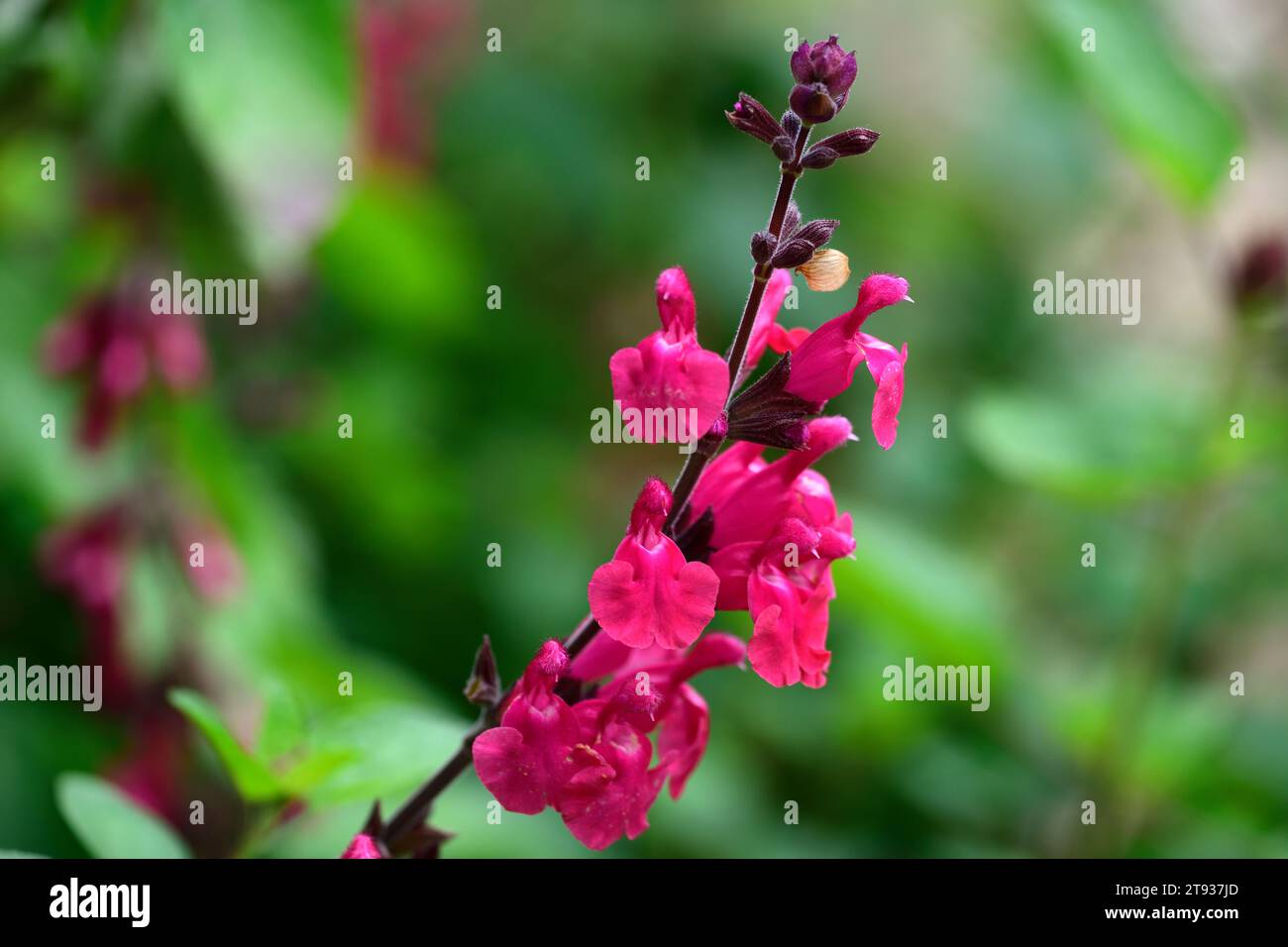 Salvia Pink Pong,raspberry pink flowers,salvias,flowering,flowers ...