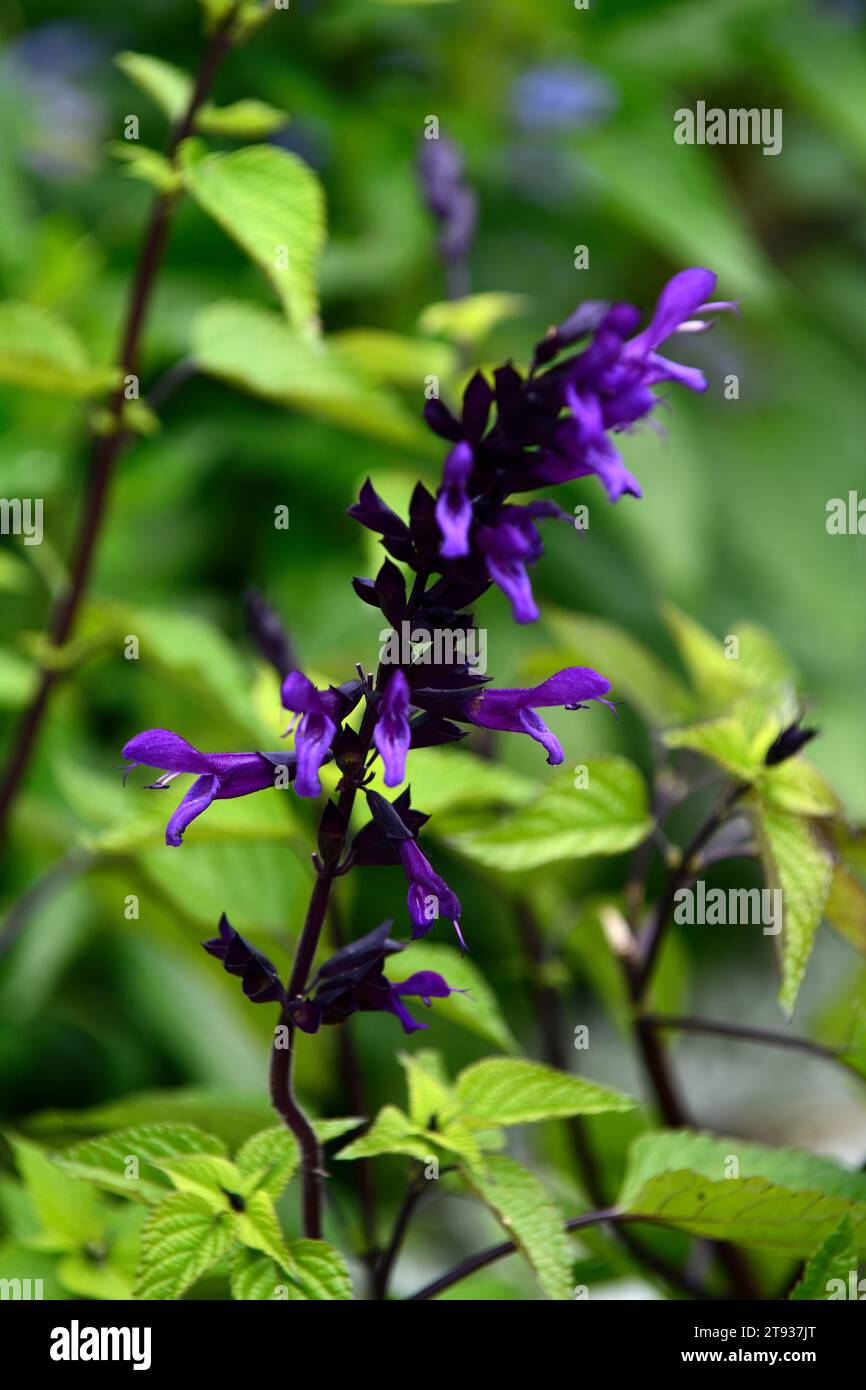 Salvia Rockin Deep Purple,purple blue flowers,deep purple flowers,short ...