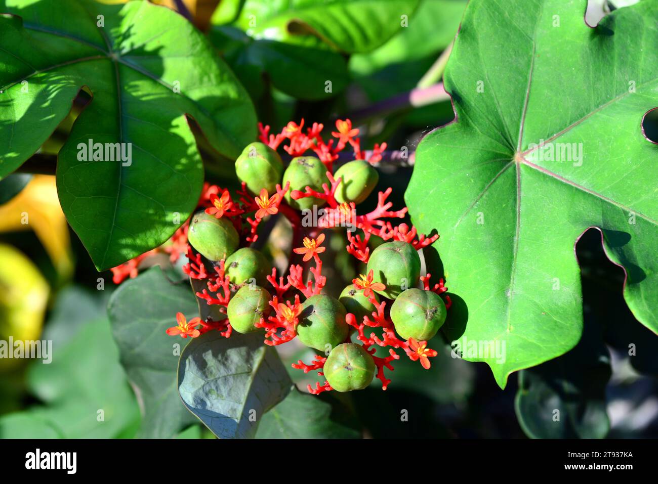 Buda belly plant hi-res stock photography and images - Alamy