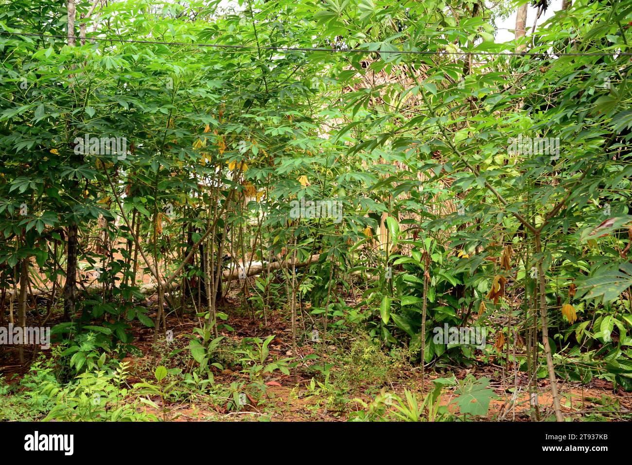 Mandioca, manioc or yuca (Manihot esculenta) is a shrub native to South ...