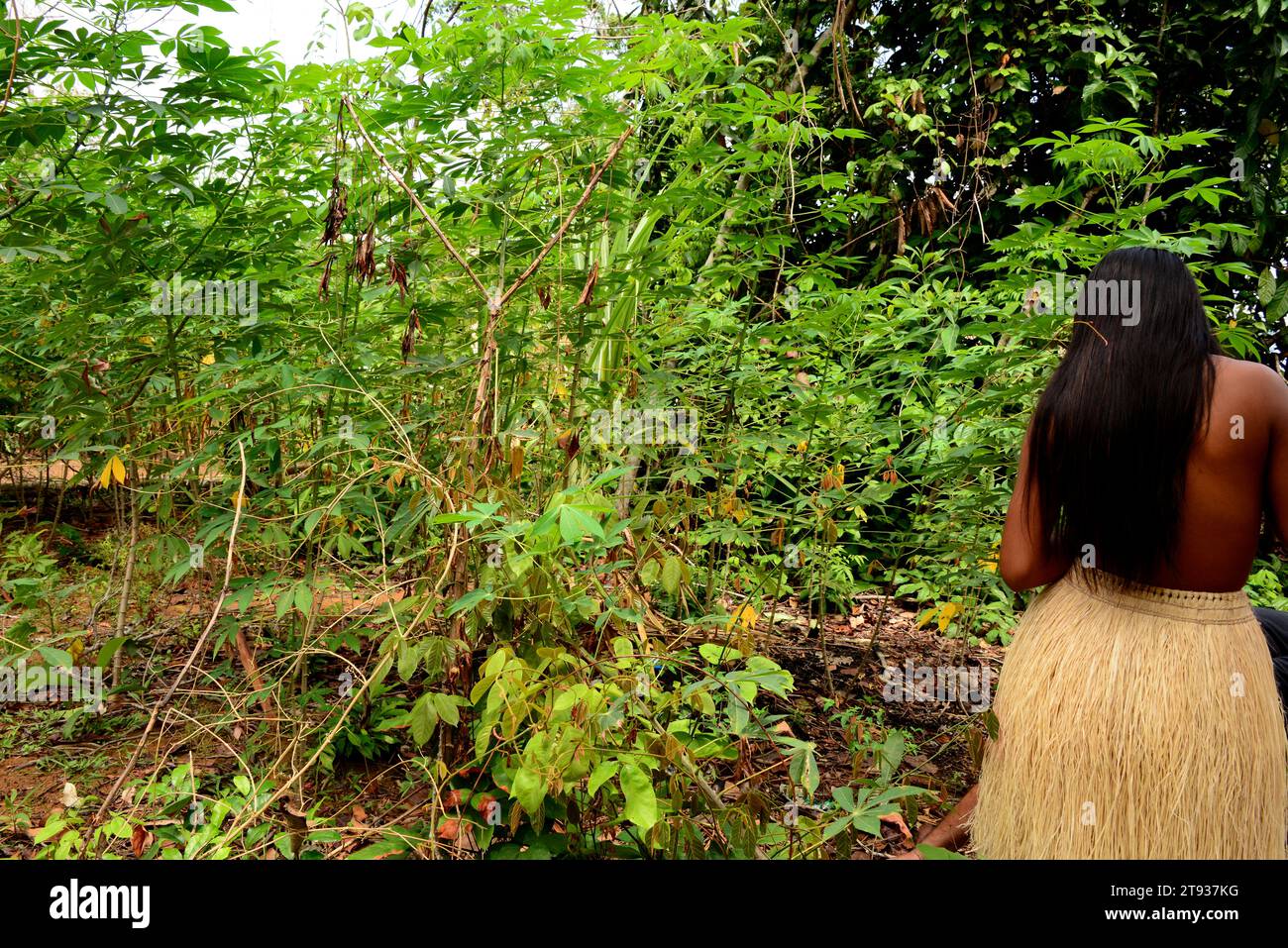 Mandioca, manioc or yuca (Manihot esculenta) is a shrub native to South ...