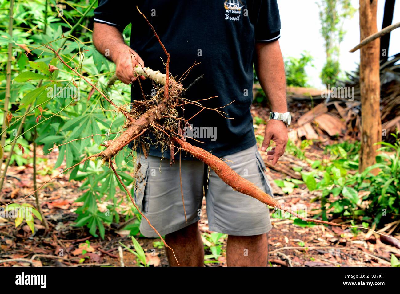 Dried manioc hi-res stock photography and images - Alamy