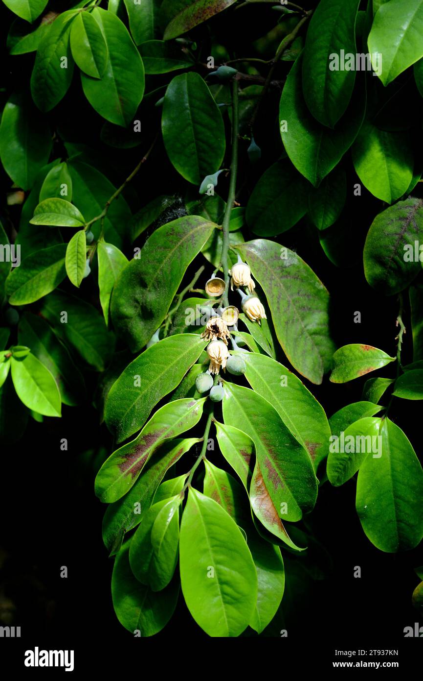 Bolwarra, copper laurel or native guava (Eupomatia laurina) is a shrub ...