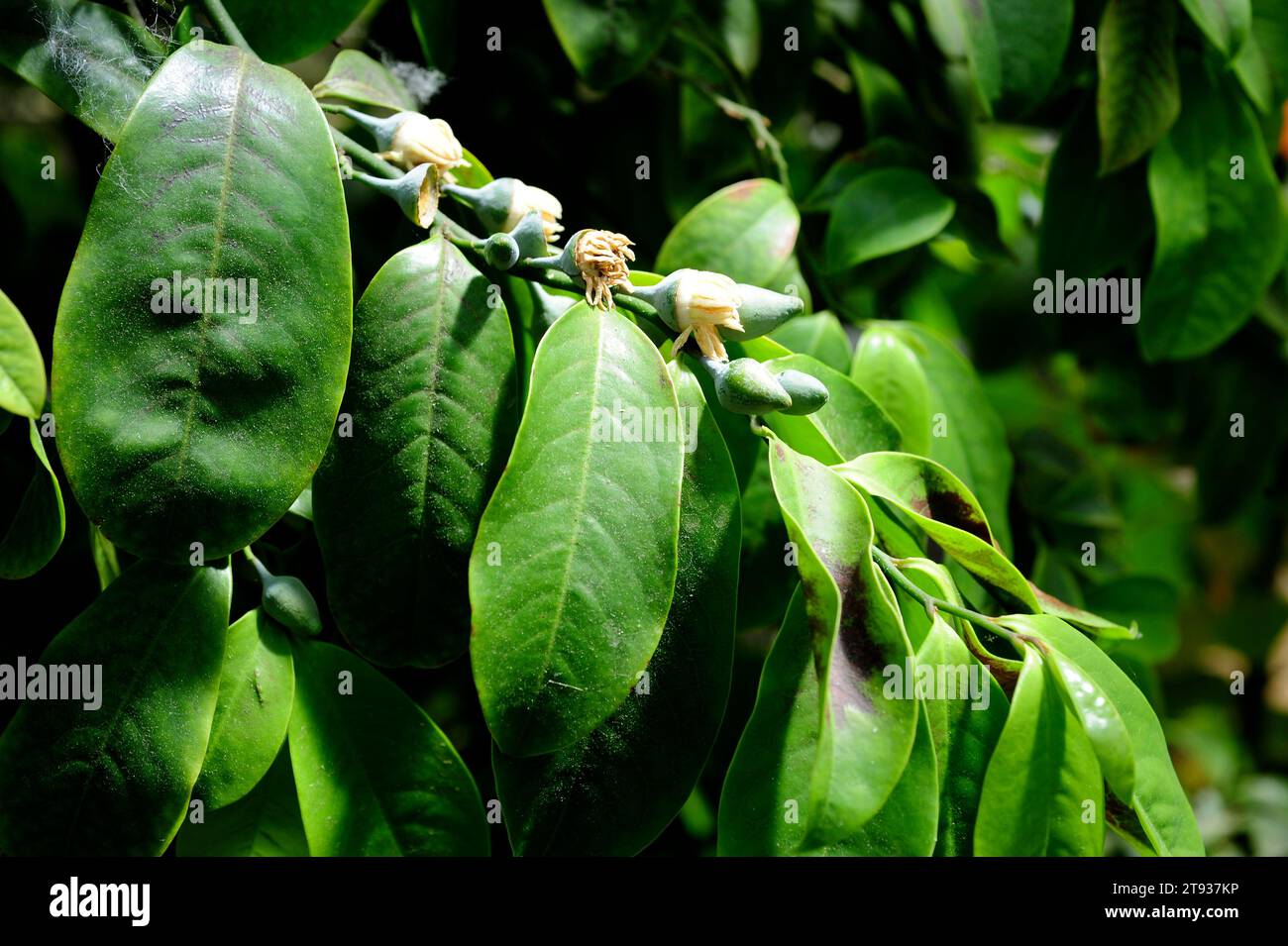 Copper laurel hi-res stock photography and images - Alamy