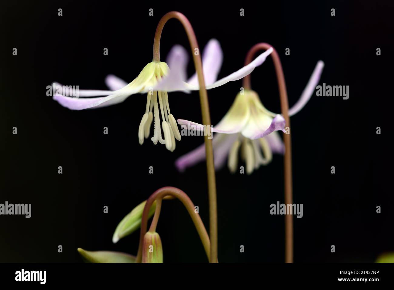 erythronium x revolutum grand old man,dog's tooth violet,purple-pink ...