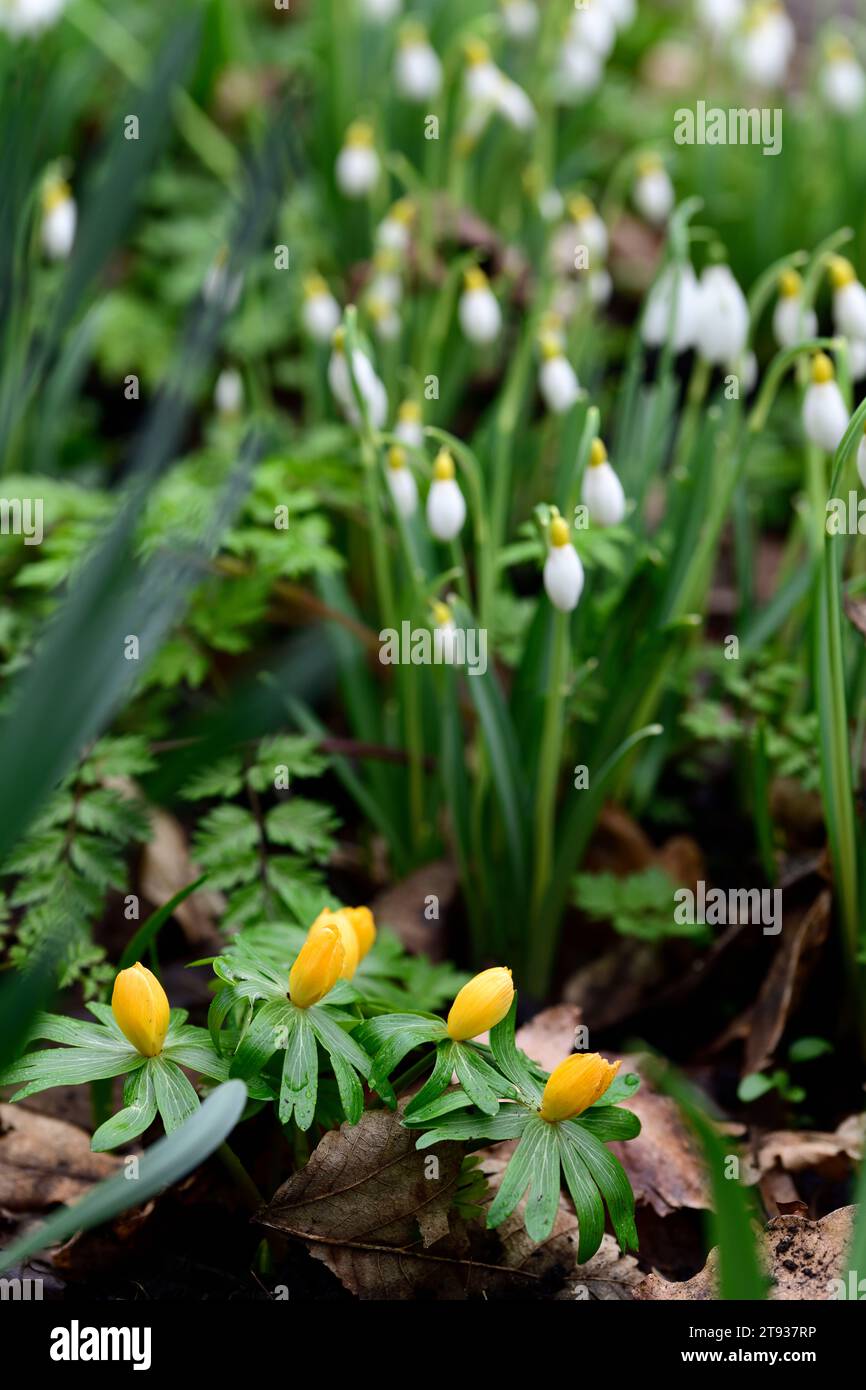Eranthis hyemalis and galanthus spindlestone surprise hi-res stock ...