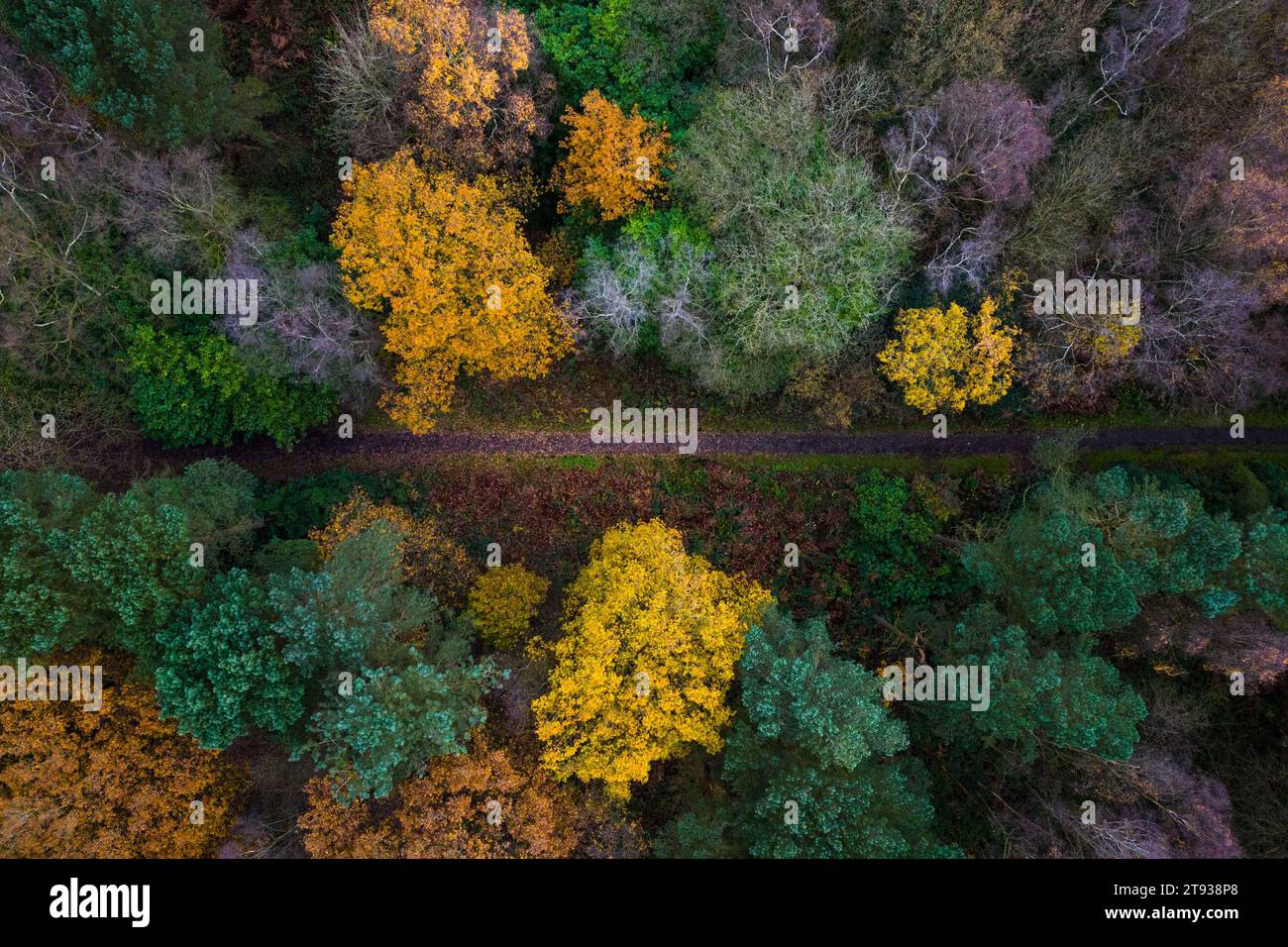 Cannock Chase, Staffordshire November 22nd 2023 - Multi-Coloured Autumn ...