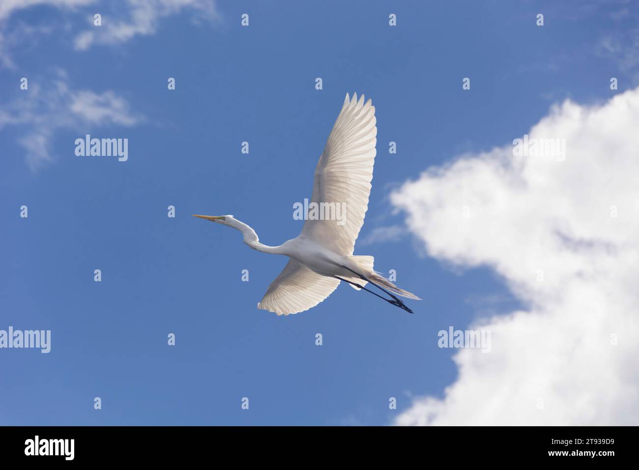 Heron flying with open wings, blue sky and white clouds. Space for text ...