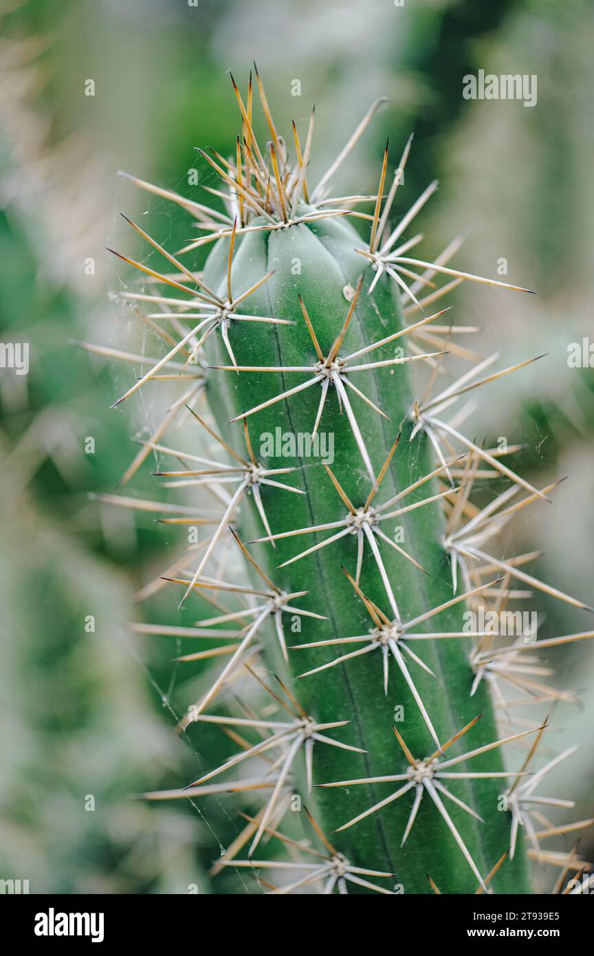 Cactus plant leaves pattern. Natural background. Green leaf texture ...