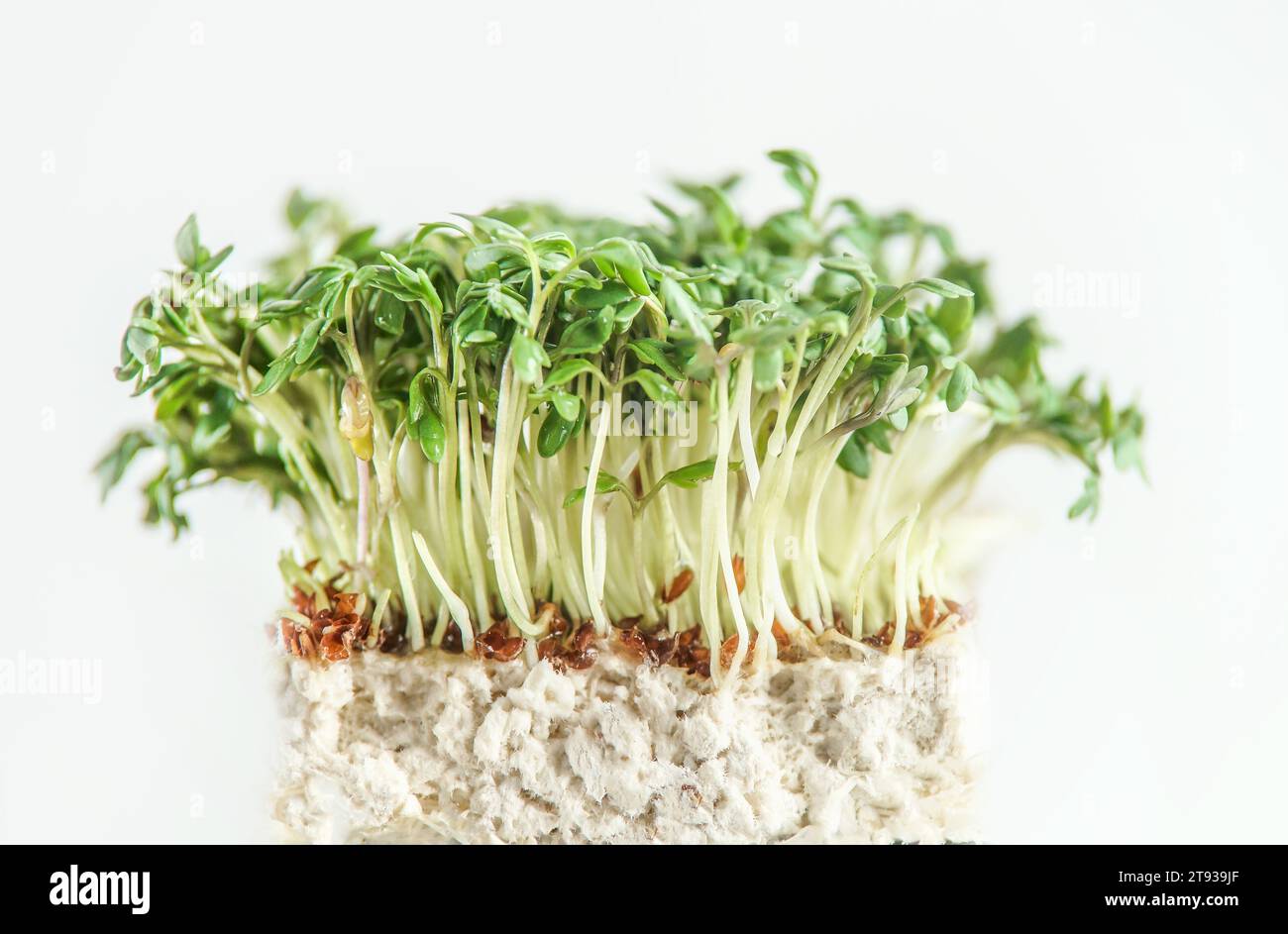 Microgreens sprouts growing at white background. Healthy lifestyle with ...