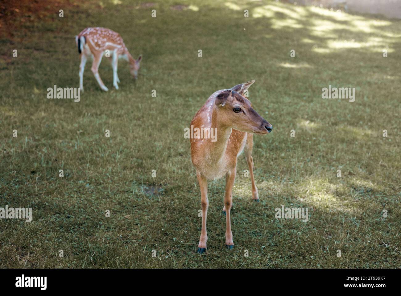 Fawns in a field hi-res stock photography and images - Alamy